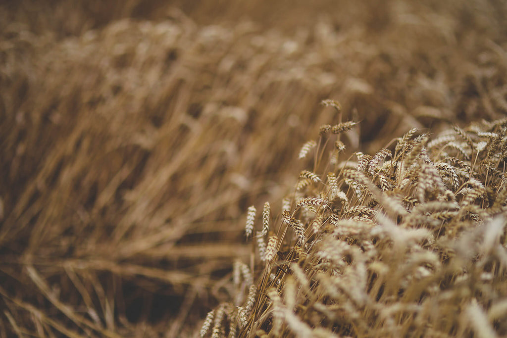 Southern Stockfeeds: Nutritionally Balanced Stock Feed Tailored to You