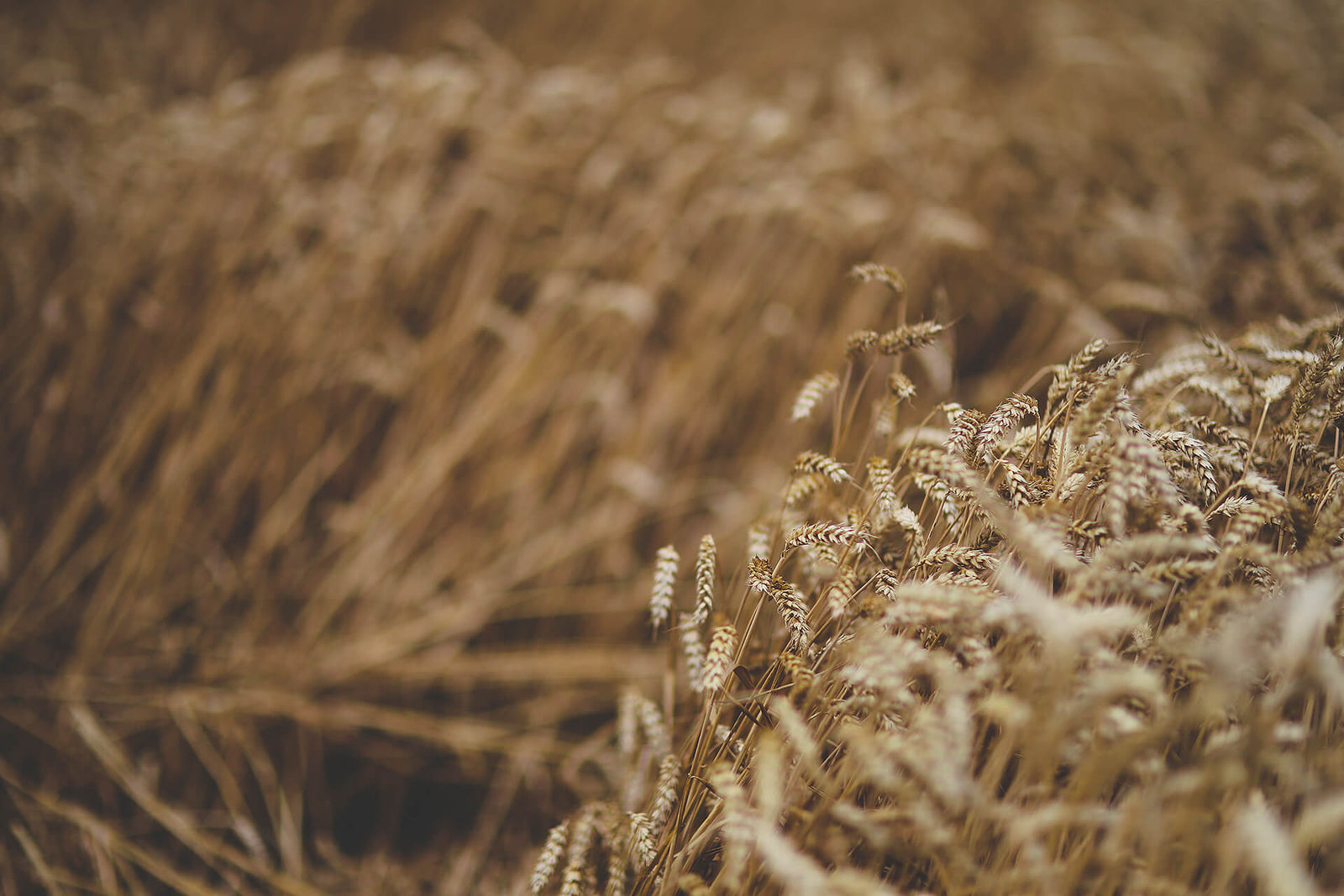 Southern Stockfeeds: Nutritionally Balanced Stock Feed Tailored to You